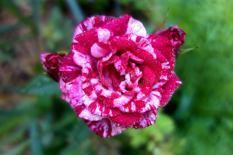 Marble Rose stock photo. Image of macro, droplets, closeup - 74829688