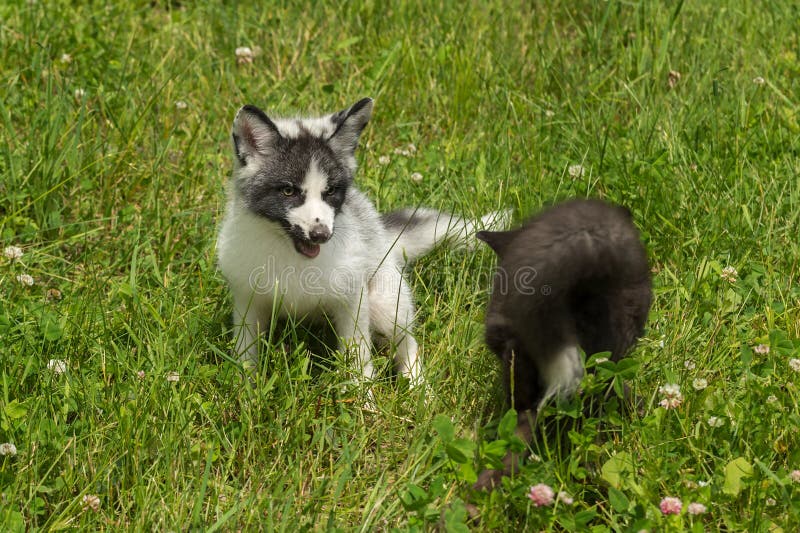 Marble and Silver Fox (Vulpes Vulpes) at Play Stock Image - Image of ...