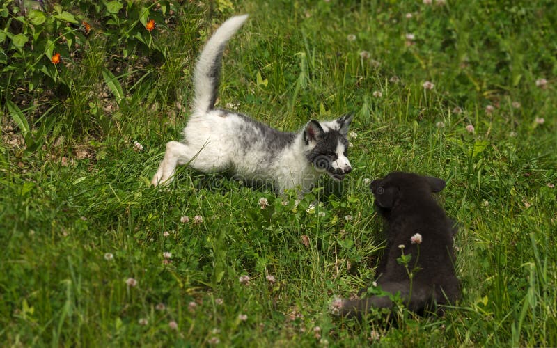 Marble and Silver Fox (Vulpes Vulpes) Play in the Grass Stock Image ...