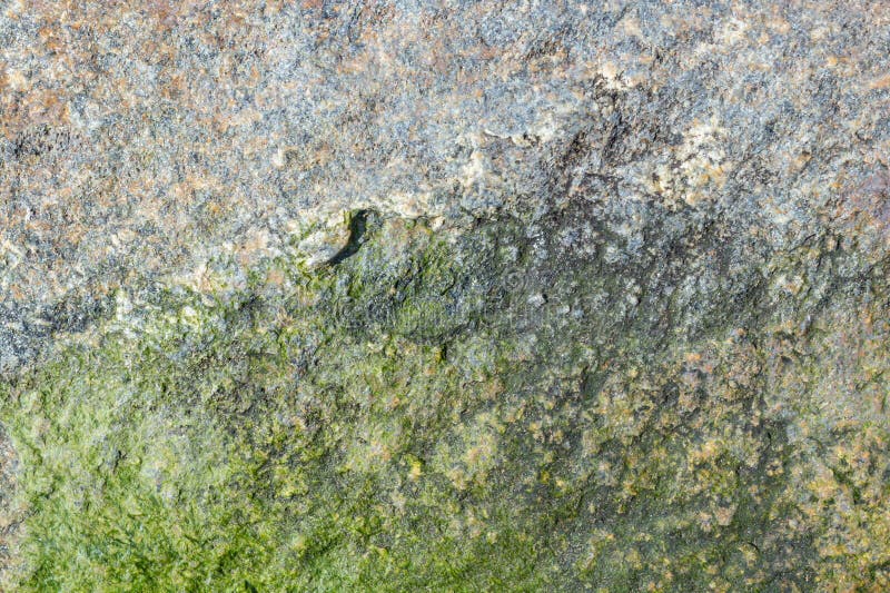 Marble Surface with Gray Tint and Algae, Background Stock Photo - Image ...