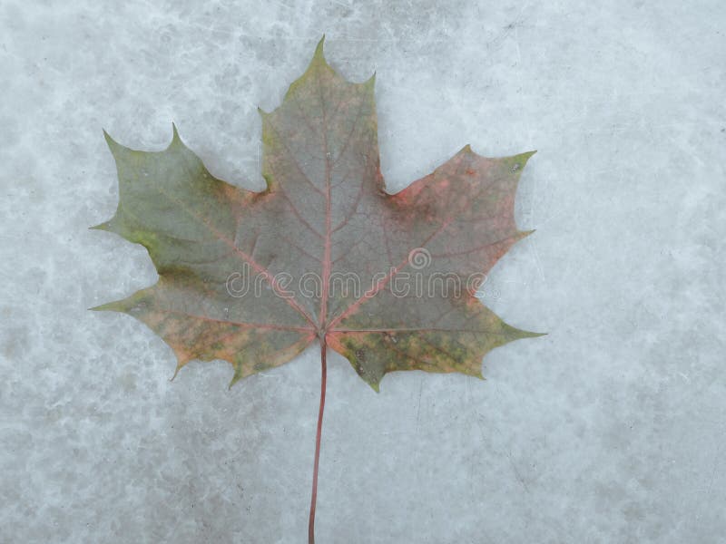 Marble Texture with Maple Leaf. Stock Image - Image of autumn, detail ...