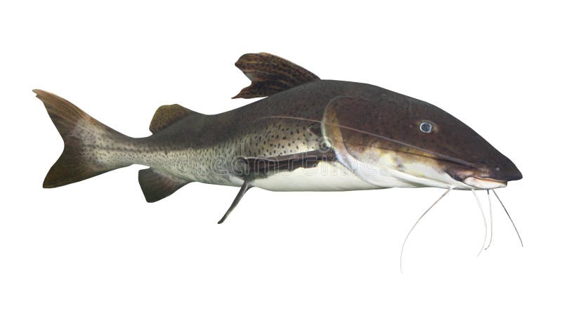 The Marbled Catfish (Sciades Marmoratus). Stock Photo - Image of ...