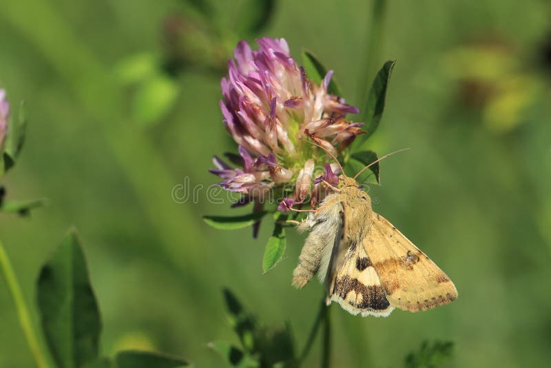 Viriplaca Stock Photos - Free & Royalty-Free Stock Photos from Dreamstime