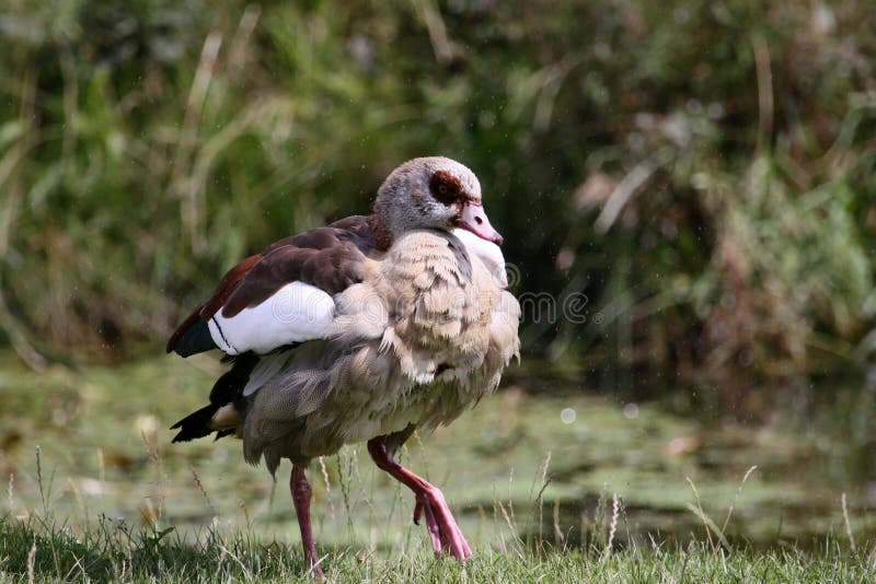 Marbled duck stock photo. Image of bird, teal, diving - 13404492