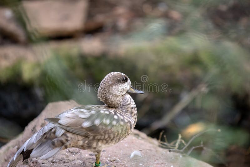 Marbled Duck at Amsterdam the Netherlands 2-11-2022 Stock Image - Image ...