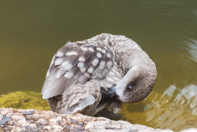 Marbled Duck, Marbled Teal, a Medium-sized Species of Duck Stock Photo ...