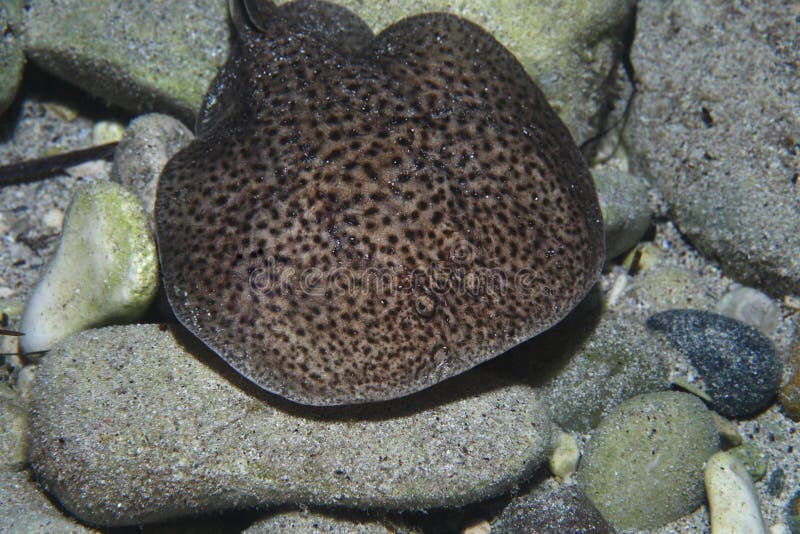 Marbled torpedo ray stock photo. Image of life, gran - 31691376