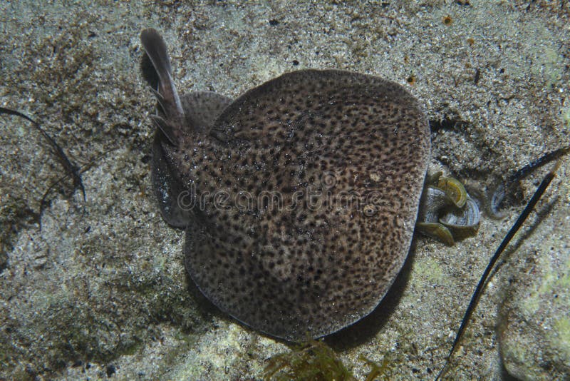 Marbled torpedo ray stock photo. Image of life, gran - 31691376