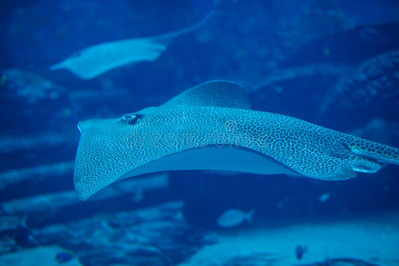 Marbled Electric Ray Underwater in the Oceanarium Stock Photo - Image ...