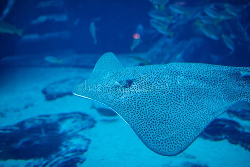 Marbled Electric Ray Underwater in the Oceanarium Stock Image - Image ...