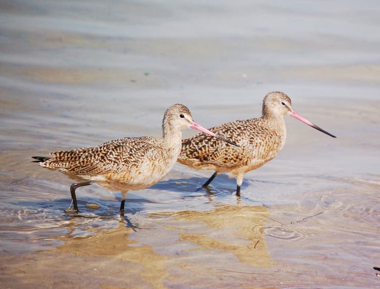 Marbled Godwit stock image. Image of waves, probing, pink - 11125577