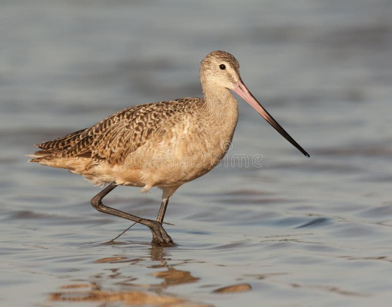 Marbled Godwit stock image. Image of godwit, birds, shorebird - 13488305