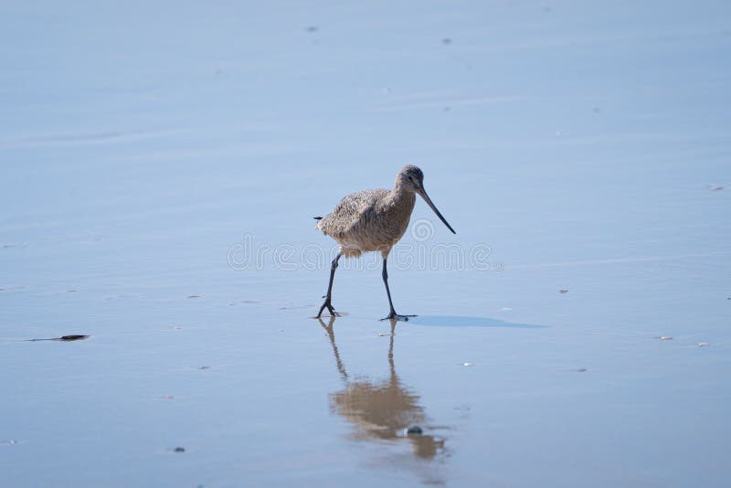 Marbled Godwit Walking at the Beach Stock Image - Image of shorebird ...