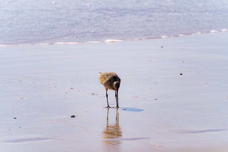 Marbled Godwit Walking at the Beach Stock Photo - Image of wildlife ...