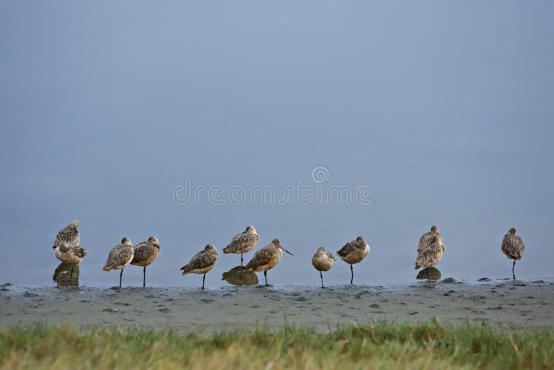 Marbled Godwits Shorebirds Tokeland Marina Stock Photo - Image of ...