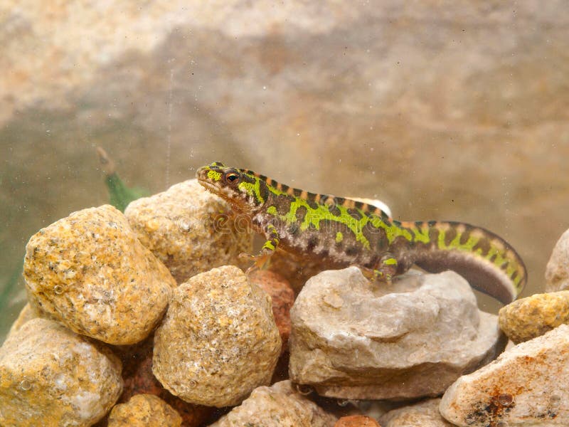 Marbled Newt, Triturus Marmoratus Stock Photo - Image of small ...