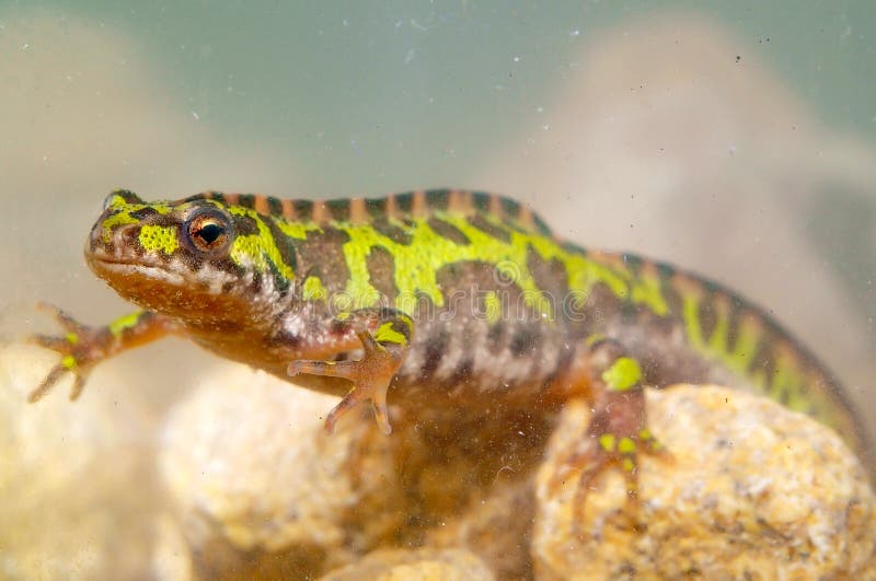 Marbled Newt, Triturus Marmoratus Stock Photo - Image of small, water ...