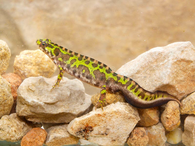 Marbled Newt, Triturus Marmoratus Stock Image - Image of macro, animal ...
