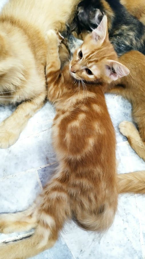 Marbled Orange cat. stock image. Image of snout, animal - 265195323