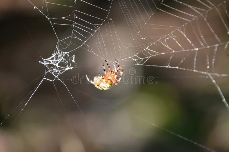 Marbled Orbweaver Spider in an Intricate Web Stock Image - Image of ...