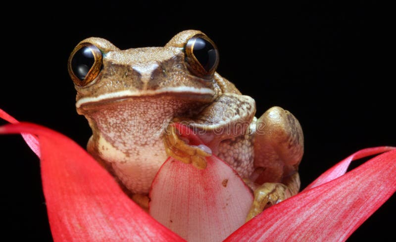 Marbled Reed Frog Picture. Image: 10837781