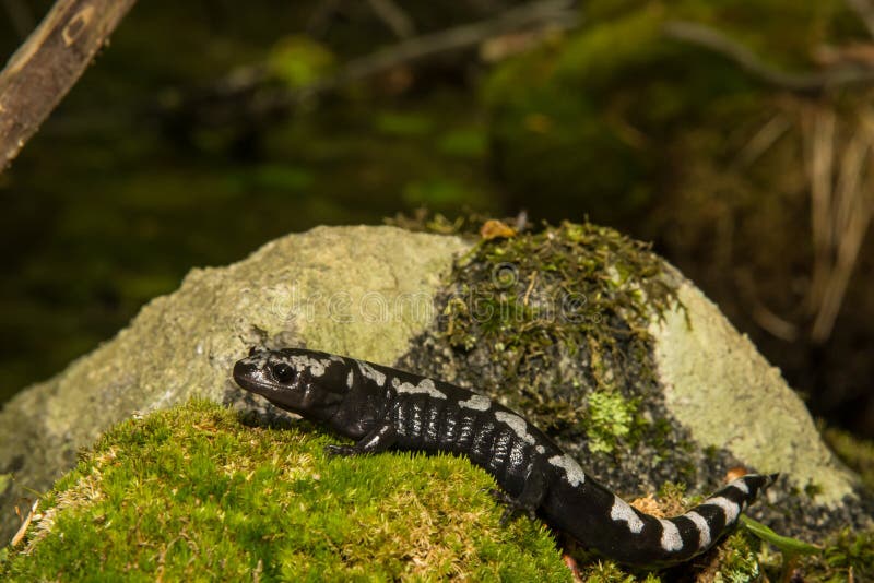Marbled Salamander (Ambystoma Opacum) Stock Photo - Image of pretty ...