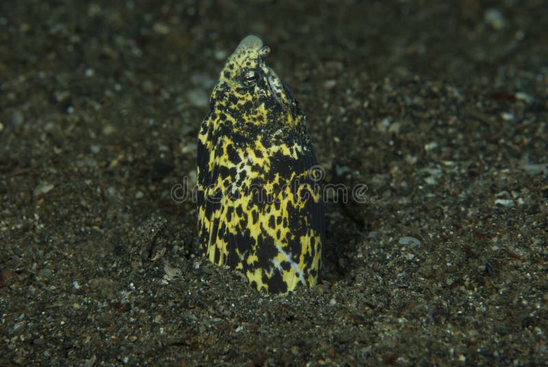 Marbled Snake Eel Callechelys Marmorata Stock Photo - Image of bony ...
