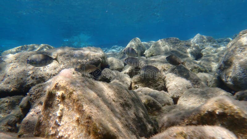 Marbled Spinefoot or Rivulated Rabbitfish (Siganus Rivulatus), Aegean ...