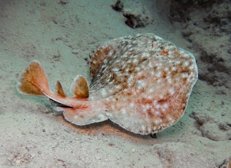 Marbled Torpedo Ray from the Red Sea Stock Photo - Image of fish ...