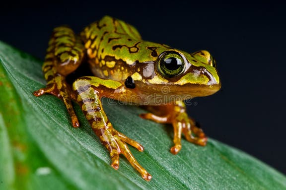 Marbled tree-frog stock photo. Image of pets, madagascar - 24078922