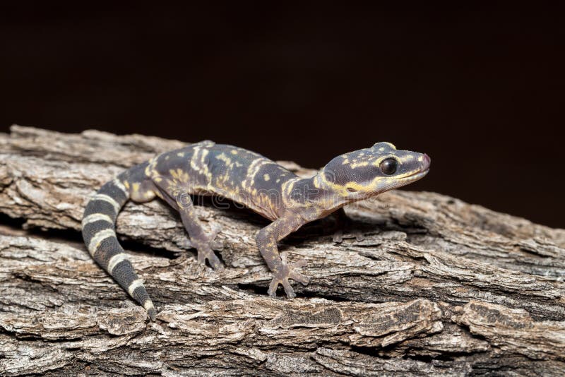 Velvet Gecko / Oedura Monilis Stock Image - Image of reptilian ...