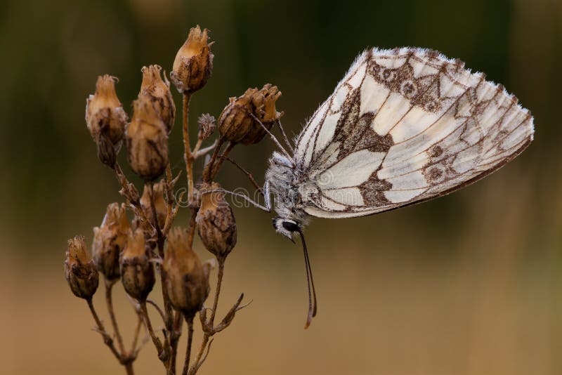 Marbled White stock photo. Image of morning, nature, wings - 28958224
