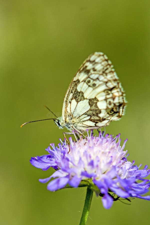 Marbled white butterfly stock image. Image of fresh, herb - 96128213