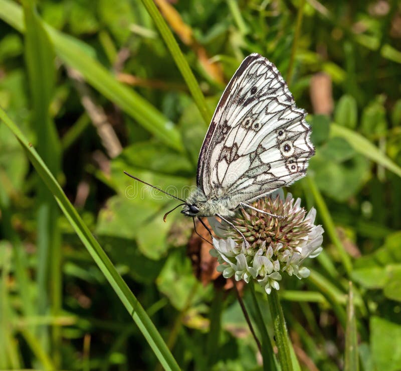 Marbled White Butterfly stock image. Image of season - 43428163