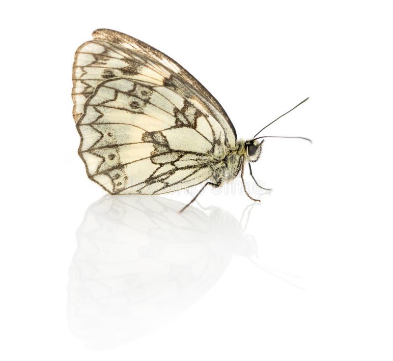 Marbled white stock photo. Image of shot, people, background - 53536226