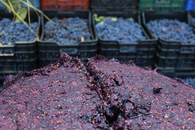 Marc stock photo. Image of romania, pressured, black - 101328630