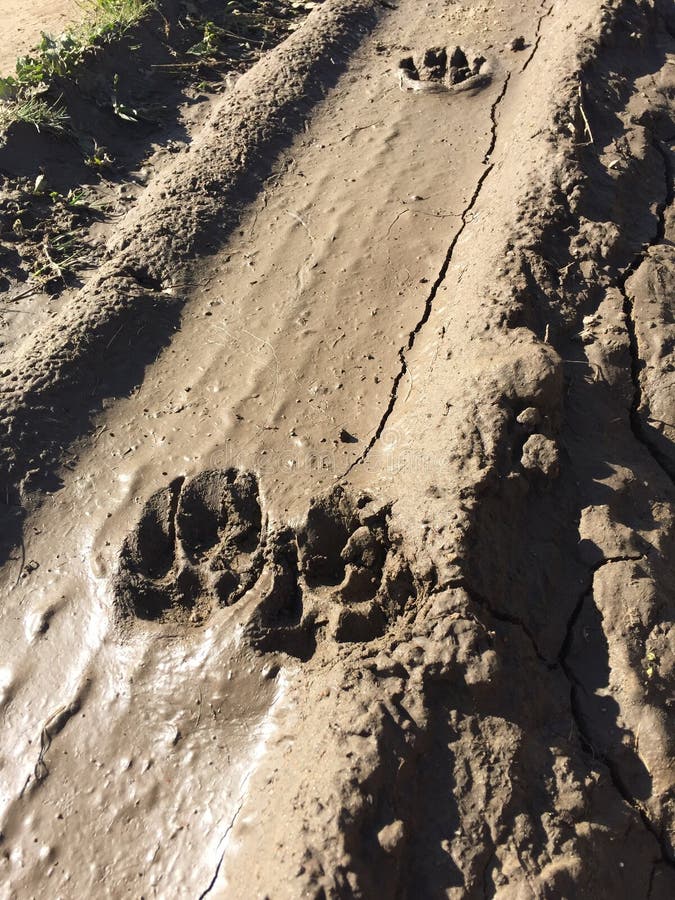 Marca Animal De La Pata En El Fango Foto de archivo - Imagen de fango ...