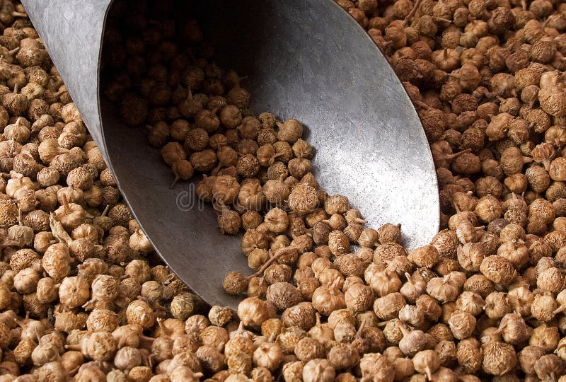 Marcela Medicinal Herb Seeds Stock Image - Image of gastric, healthcare ...