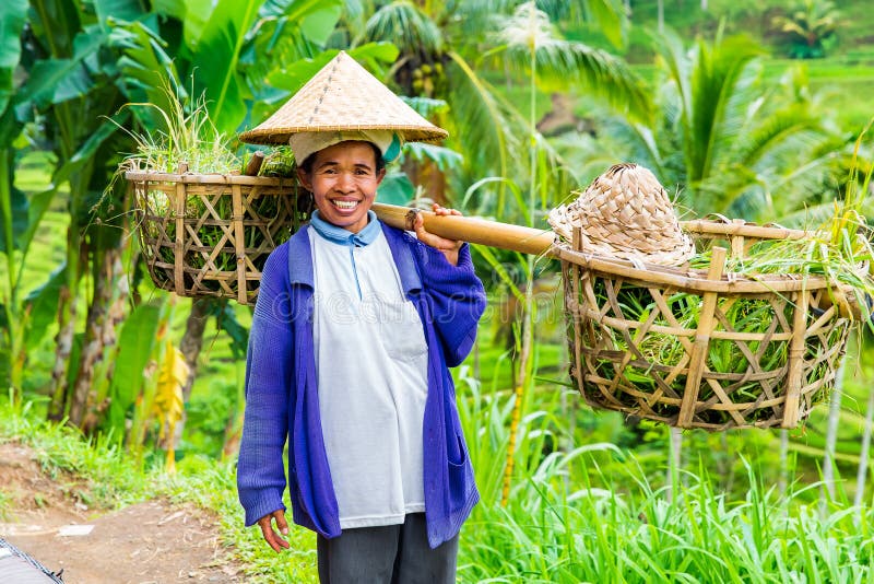 March 3, 2015 Baly. Balinese Farmer Dries the Rice Spread Out on ...