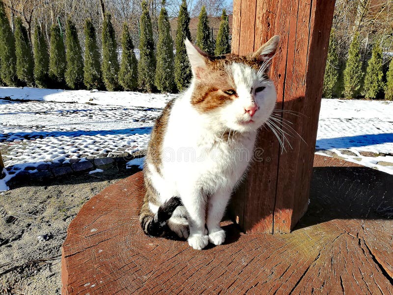 March Cat and the First Sunny Days Stock Image - Image of animal, kitty ...