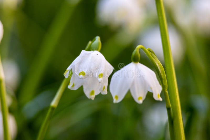 March Cup (Leucojum Vernum) Group in Close-up in a Forest in Spring ...