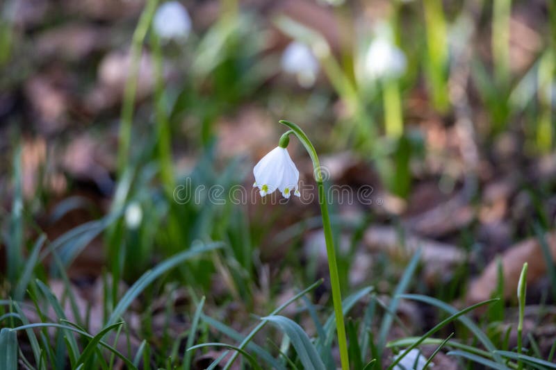 March Cup (Leucojum Vernum) Group in Close-up in a Forest in Spring ...
