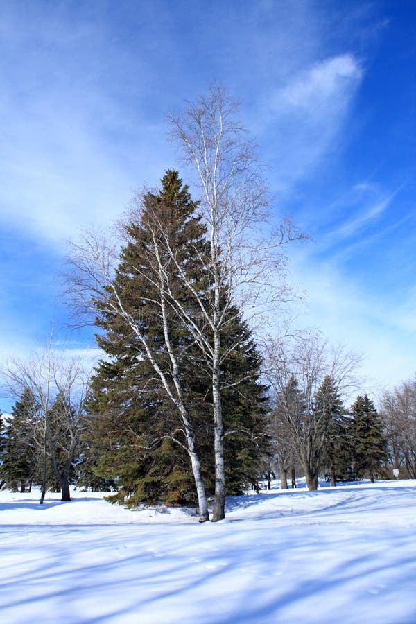 March day stock photo. Image of winter, blue, snow, weather - 38828854