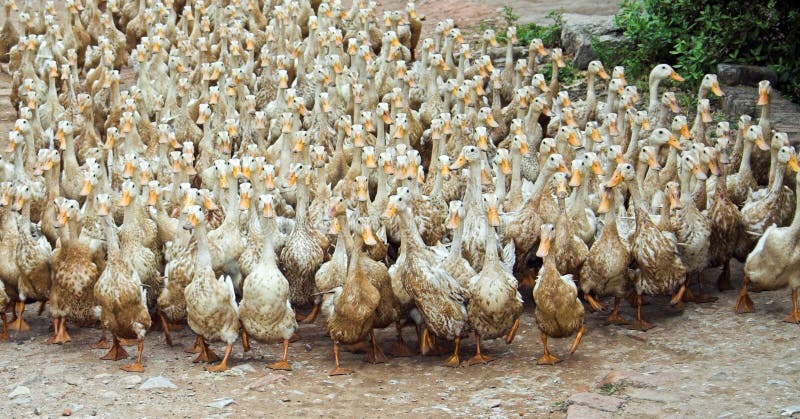 March Of The Ducks Picture. Image: 505659