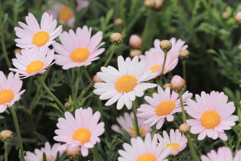 Field of Daisy Flowers, the Flowers Blooming at Nature 17 March 2012 ...