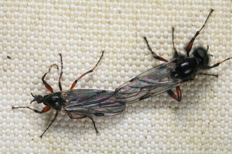 March Flies Mating Picture. Image: 5074261