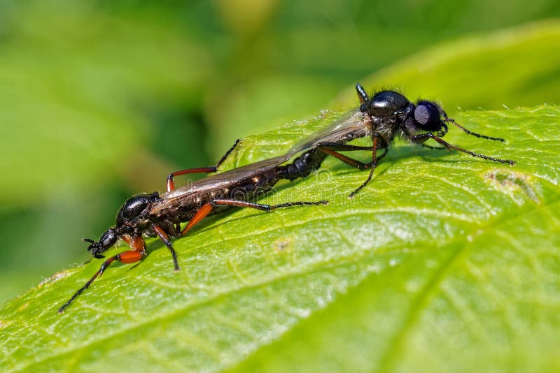 March Flies Bibionidae Dilophus Fly Stock Photo - Image of insect ...