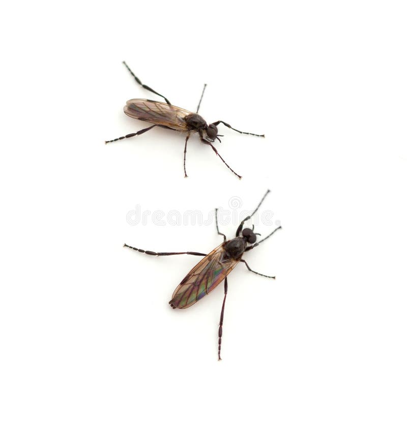 March Fly stock photo. Image of hairy, march, gnat, shot - 35308858