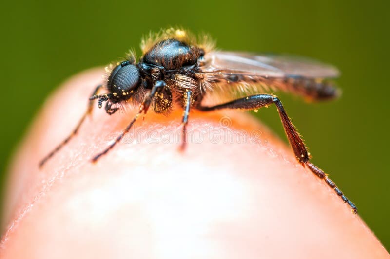 One March Fly Sits on a Finger and Warms Up Stock Photo - Image of ...