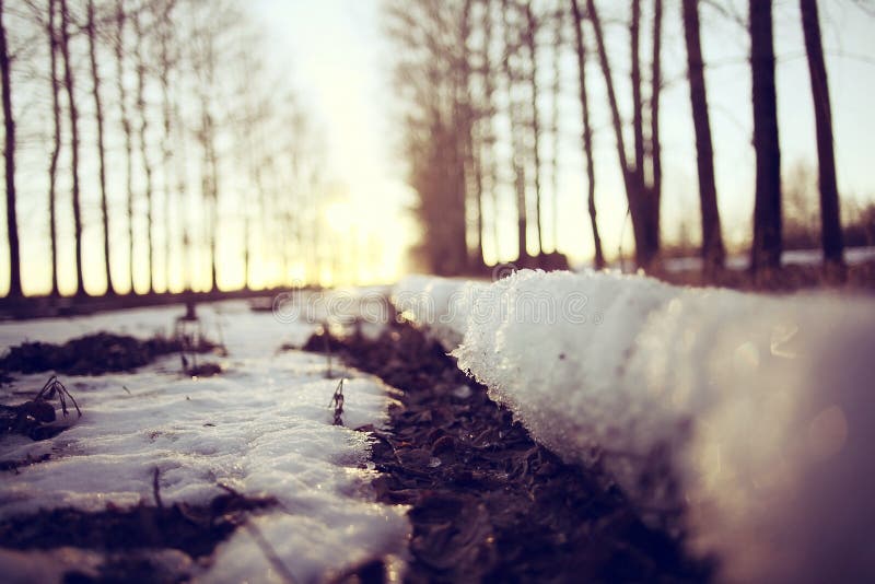 March forest stock photo. Image of environment, autumn - 68668276